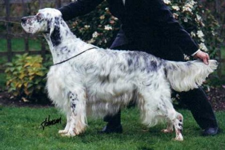 English Setters
